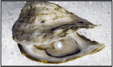 Archeology Ink | A Queen’s Pearl from the Lower Alabama River? - A ...